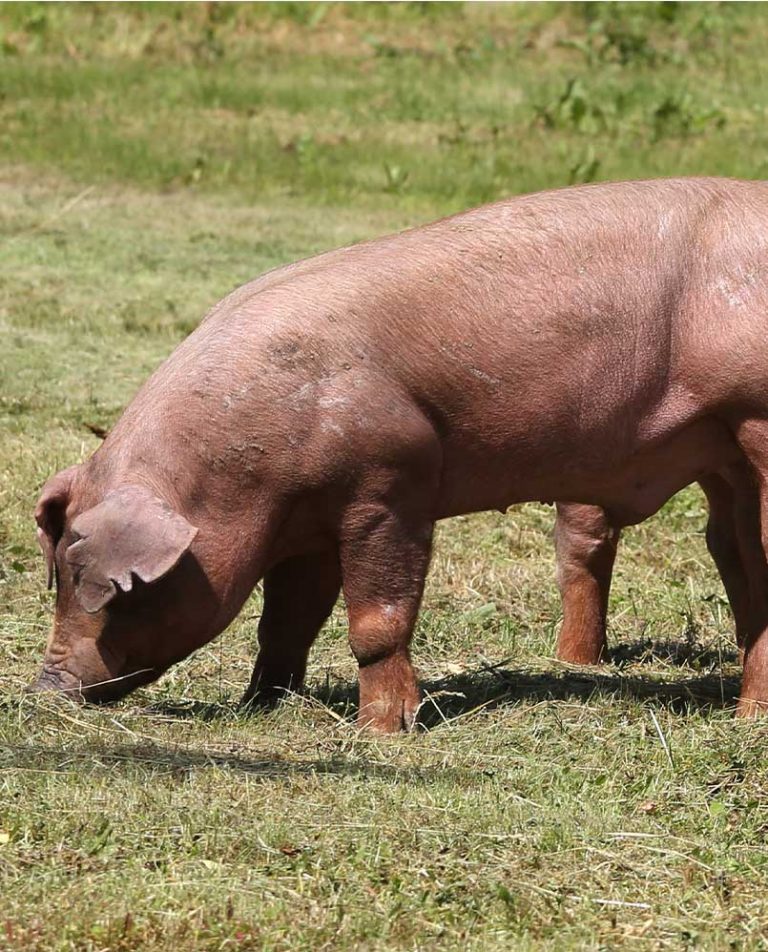 La raza duroc – Matacebada